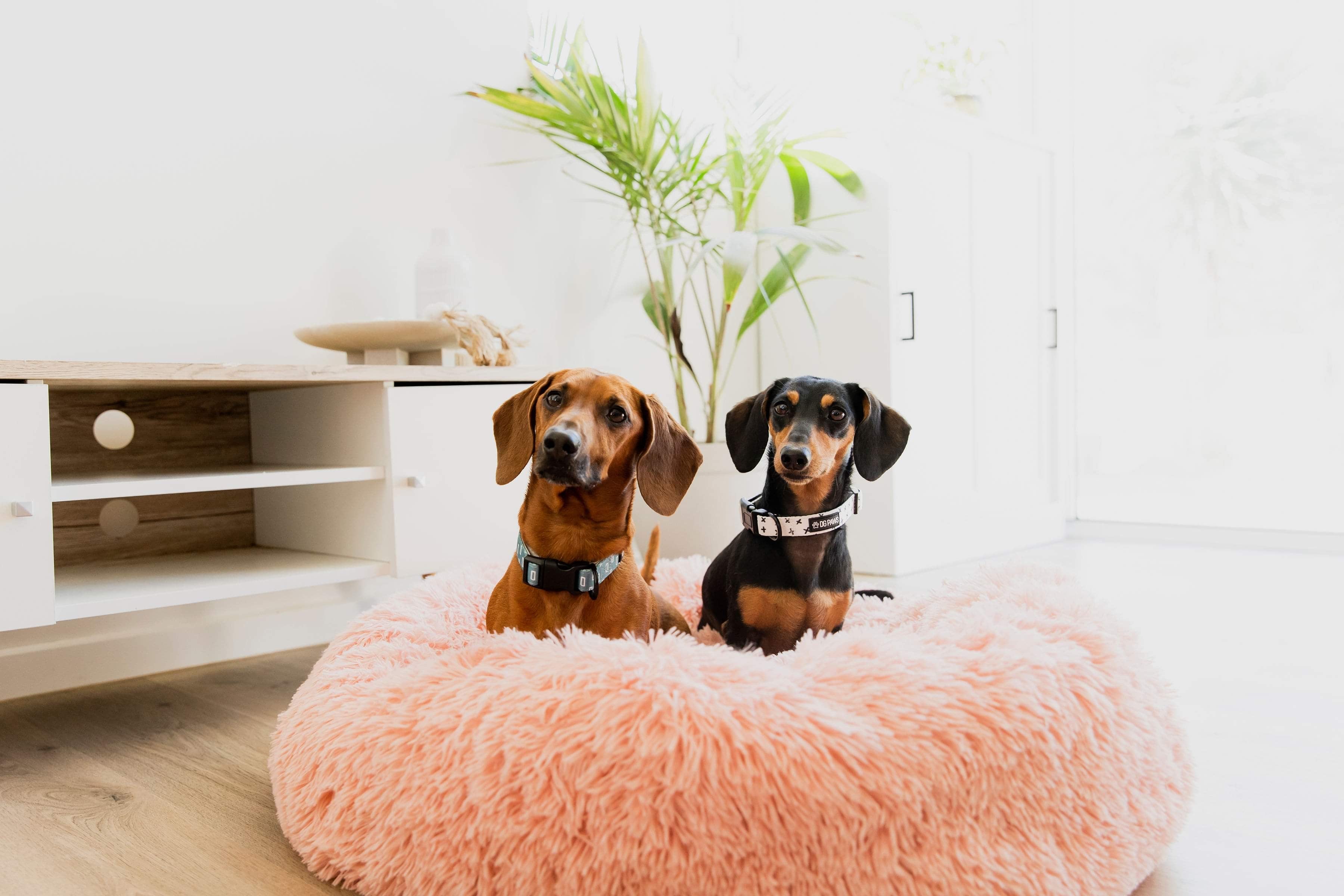 Car Restraints – DG PAWS